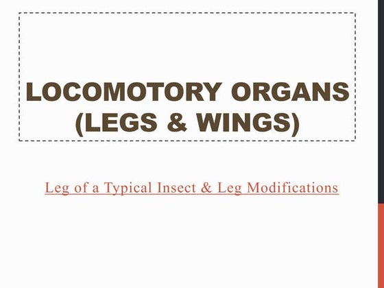 TYPES OF INSECT LEGS | PPTX | Beekeeping | Hobbies & Interests