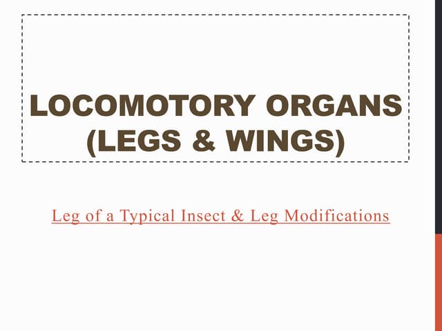 Insect Leg: Structure and Modifications | PPTX