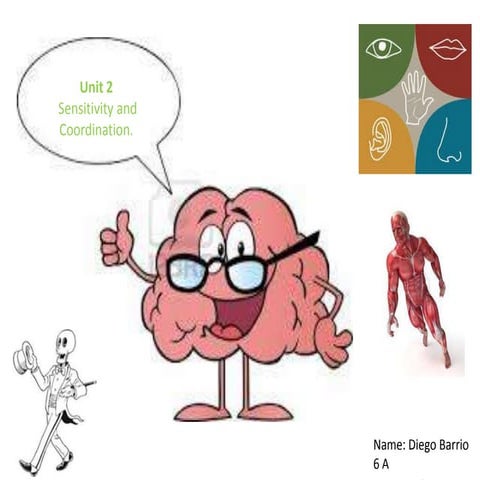 Unit 2 sensitivity and coordination diego s | PPT