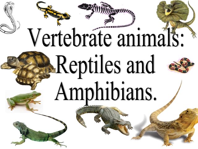 Amphibians | PPT