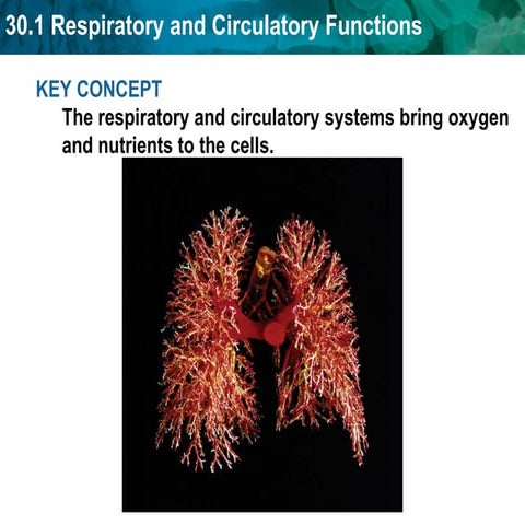 Respiratory & Circulatory System | PPTX