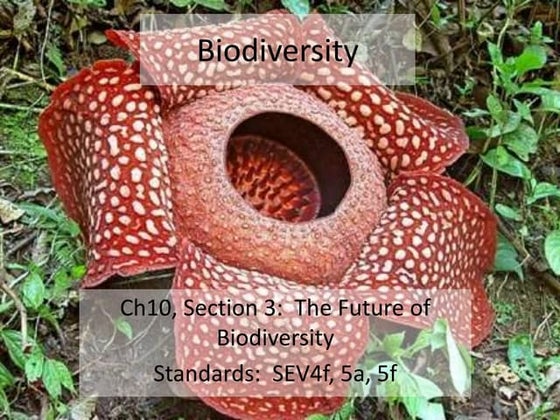 Biodiversity notebook | PPTX