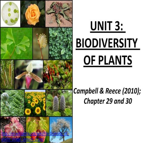 Non flowering plants life cycle | PPTX