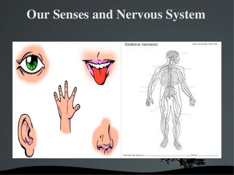 Nerve Sense