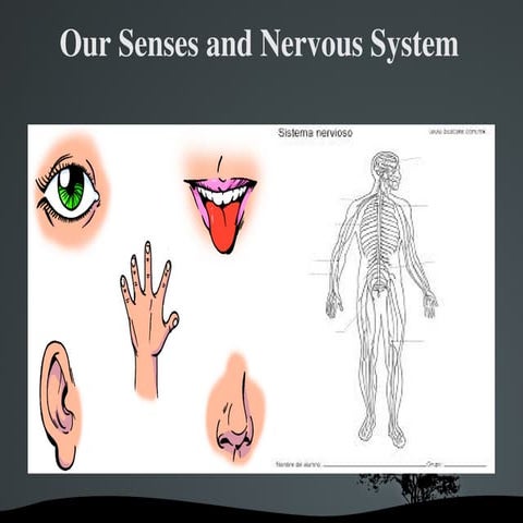 Our senses and nervous system | ODP | Brain and Nervous System ...