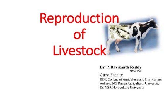 Perumal care and management of pregnant sow | PPT