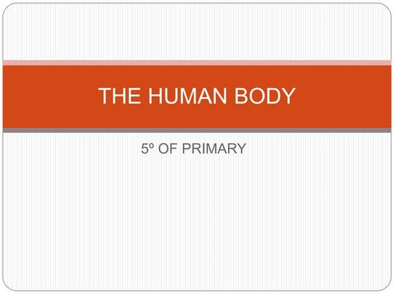 Cbse 4th science my body : Internal organs | PPTX | Lung and ...