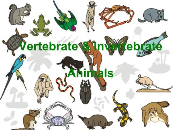 Vertebrates chordata chart | PDF | Reptiles | Pets
