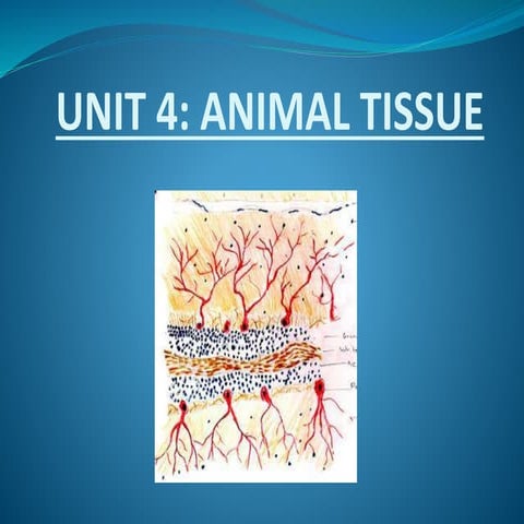 Unit 4: animal tissue | PPTX