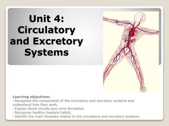 Circulatory System Notes | DOC