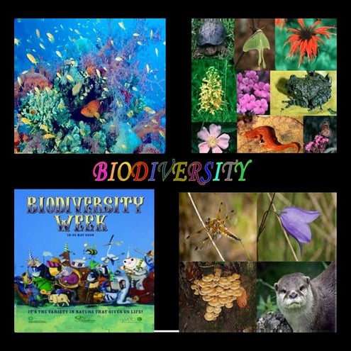 biodiversity: issues, challenges, and threats | PDF