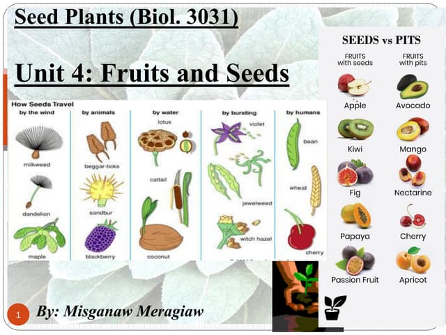 seed : structure, parts of a seed, types | PPTX