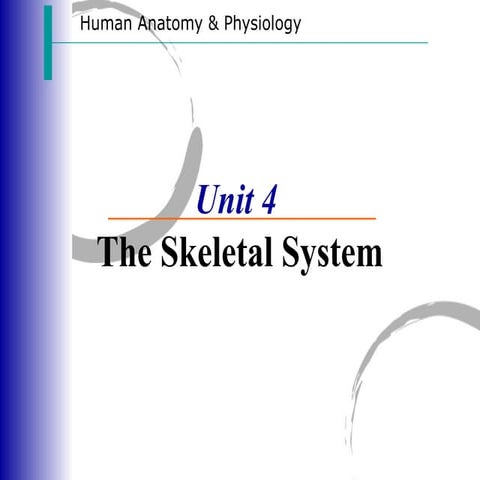 Human Skeletal System, Class 11 (Science).pptx
