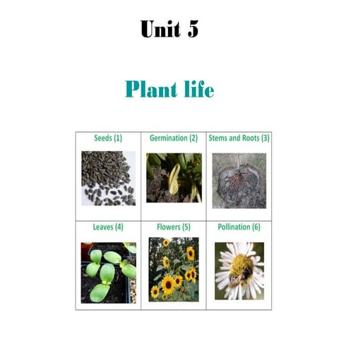 Unit 5.plant life | PPT