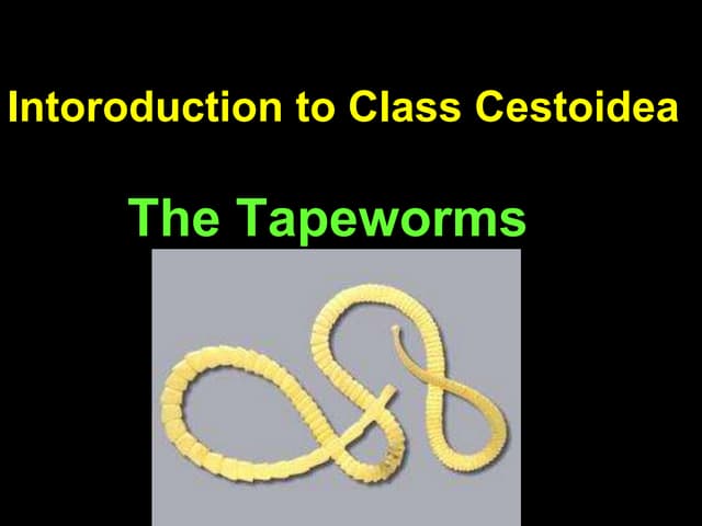 Cestodes | PPTX