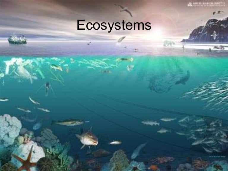 Ecosystem