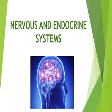 Unit 5 Nervous and endocrine systems | PPT