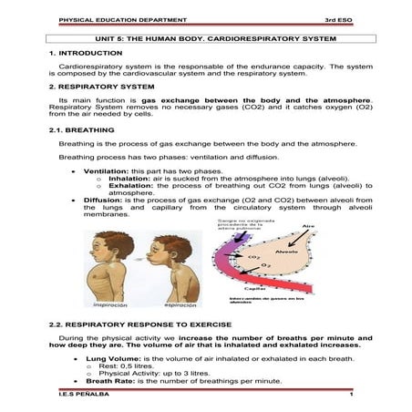 Unit 5 cardiorespiratory system | DOC
