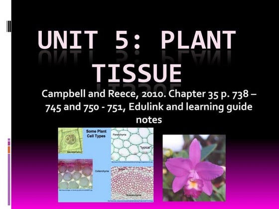 Tissues Class 9 ppt | PPTX