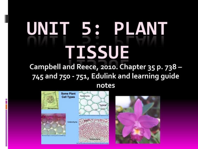 Tissues Class 9 ppt | PPTX