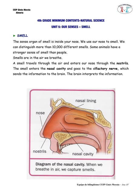 Sense of smell(nose.ppt grade 3) | PPT | Ear, Nose and Throat ...