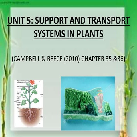 Unit 5 support and transport in plants | PPTX