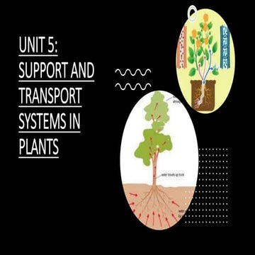 Transport systems in plants.pptx