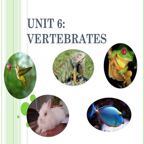 Unit 6. Vertebrates | PPT