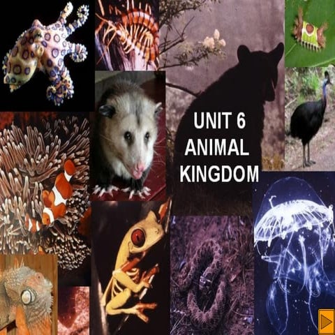 Unit6 animalkingdom-120406055257-phpapp02 | PPT