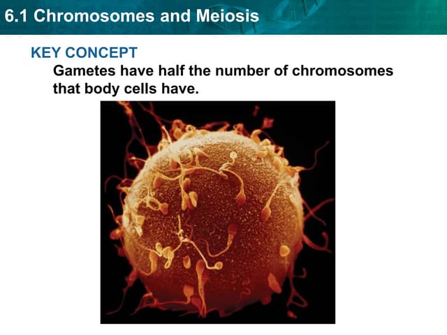 Chromosomal theory of inheritance | PPT