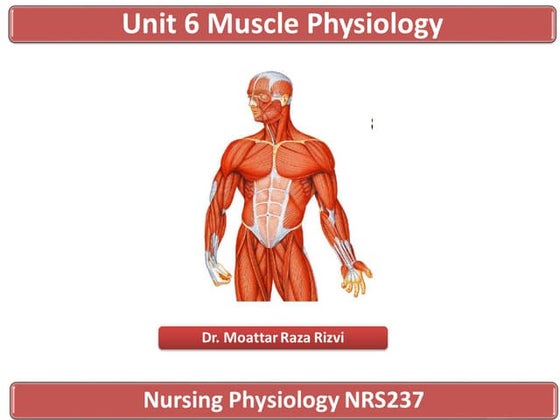The Muscular System | PPTX
