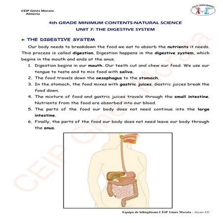 Unit 7 the_digestive_system_ | PDF
