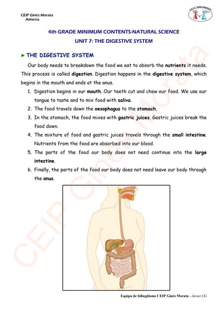 Digestive system power point | PPTX