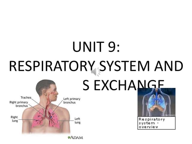 Lower Secondary Science Grade 8 Chapter 1 Respiration.pptx