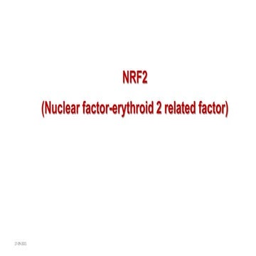 Nrf2 Transcription Factor Nuclear Factor Erythroid 2 Related Factor