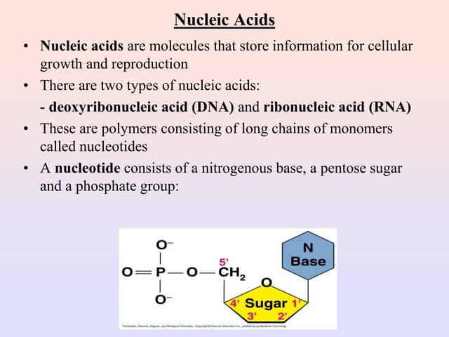 Lesson 12 Nucleic Acids | PDF