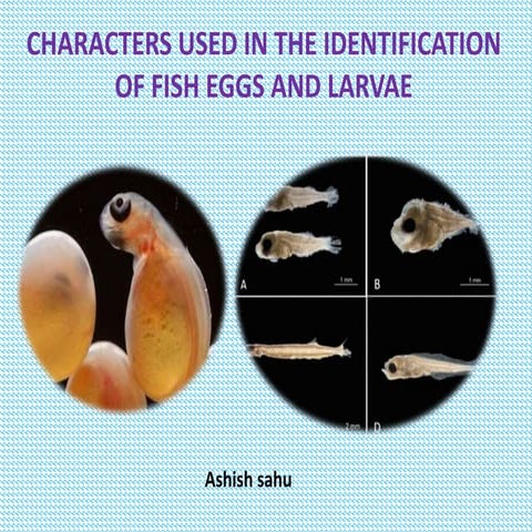 Eggs and larvae identification biology in fin fish | PPTX