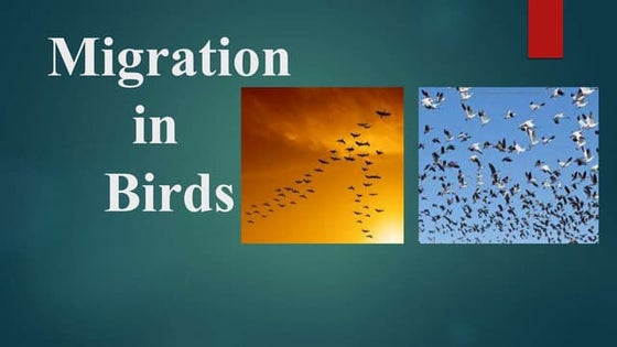 Bird nest type and nesting behaviour in birds | PPT