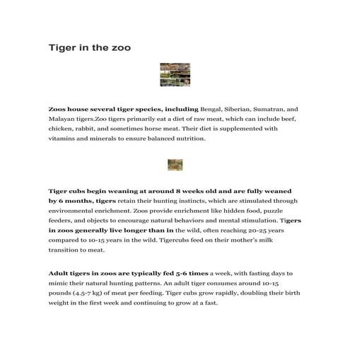 Tiger in the zoo how growing eating with | DOCX