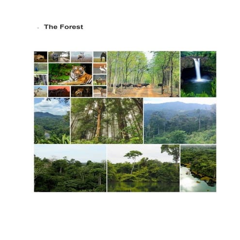The Forest Amazon Rainforest Covers Taiga | PDF