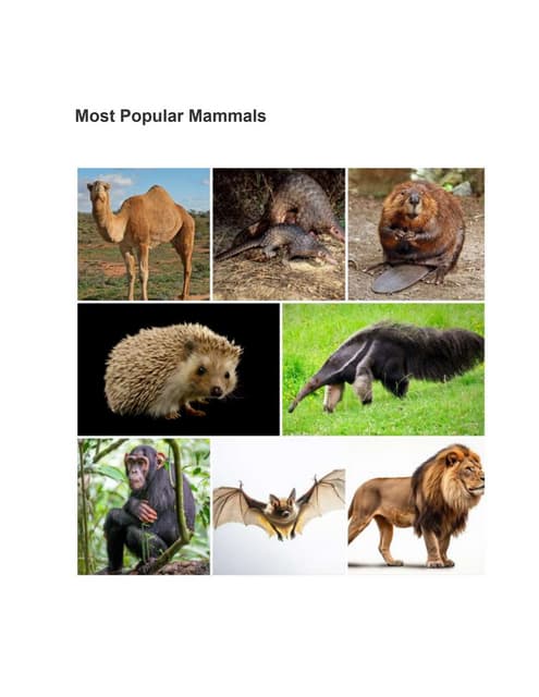 Mammals presentation | PPT | Large Animals | Pets