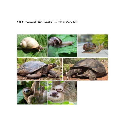 10 Slowest Animals In The World evolved to be slow | PDF