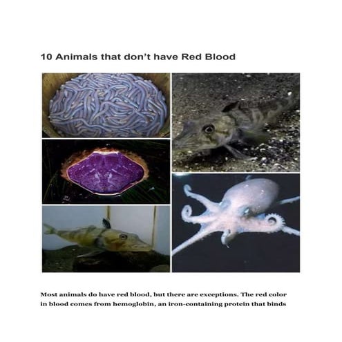 10 Animals that don't have Red Blood due to he | DOCX