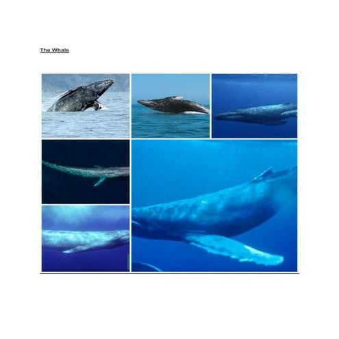 The Whale are found in oceans around the world | DOCX