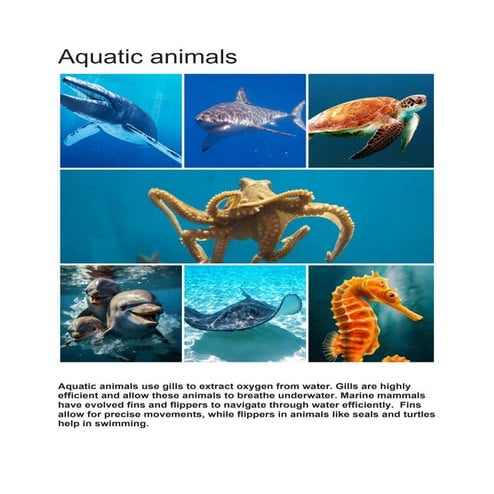 Aquatic animals use gills to extract oxygen | DOCX
