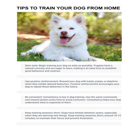 How to train your dog from Home | PDF | Dogs | Pets