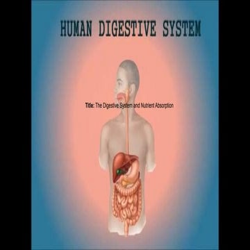 The Human Digestive System, Ten slide presentation | PDF | Chemistry ...