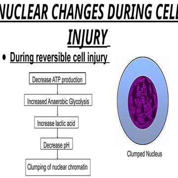 Cell injury (changes during cell injury) | PPTX