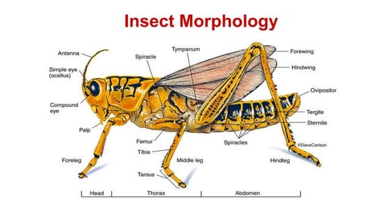 INSECT ABDOMEN:IT’S SEGMENTATION AND APPENDAGES,STRUCTURE,FUNCTION AND ...