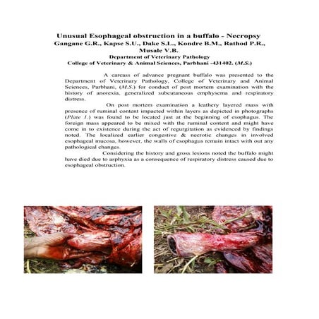 Unusual esophageal obstruction in buffalo necropsy | PDF